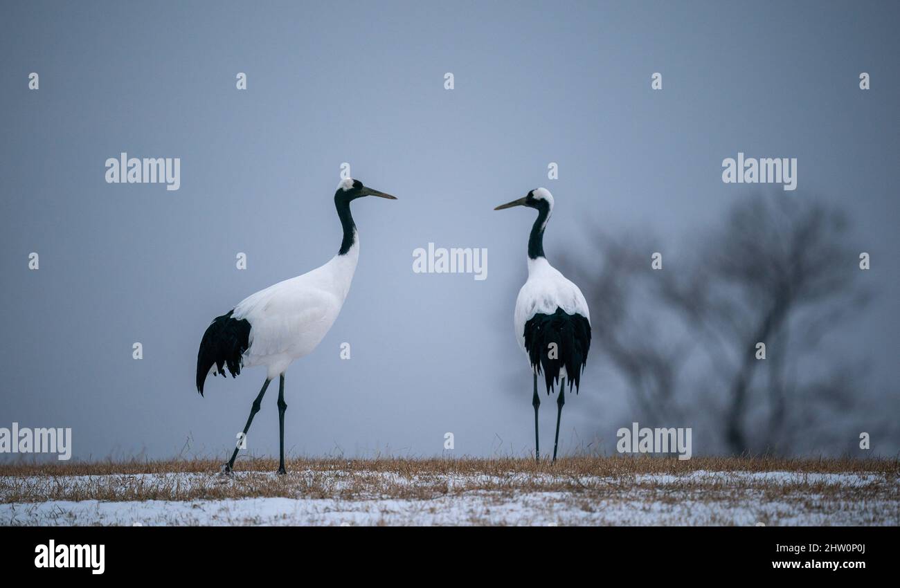 Selective shot of red-crowned cranes on a winter snow field in Kushiro ...