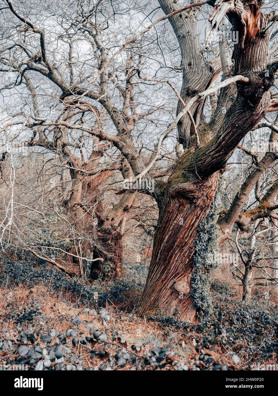 trees and forests of the British countryside. Old oak and pine and elm ...