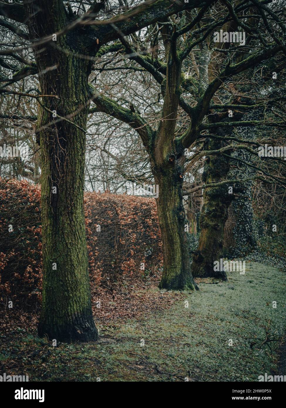 trees and forests of the British countryside. Old oak and pine and elm ...