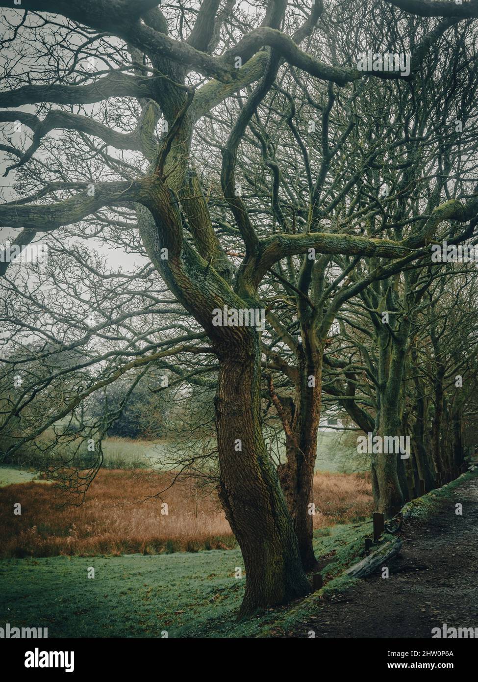 trees and forests of the British countryside. Old oak and pine and elm ...