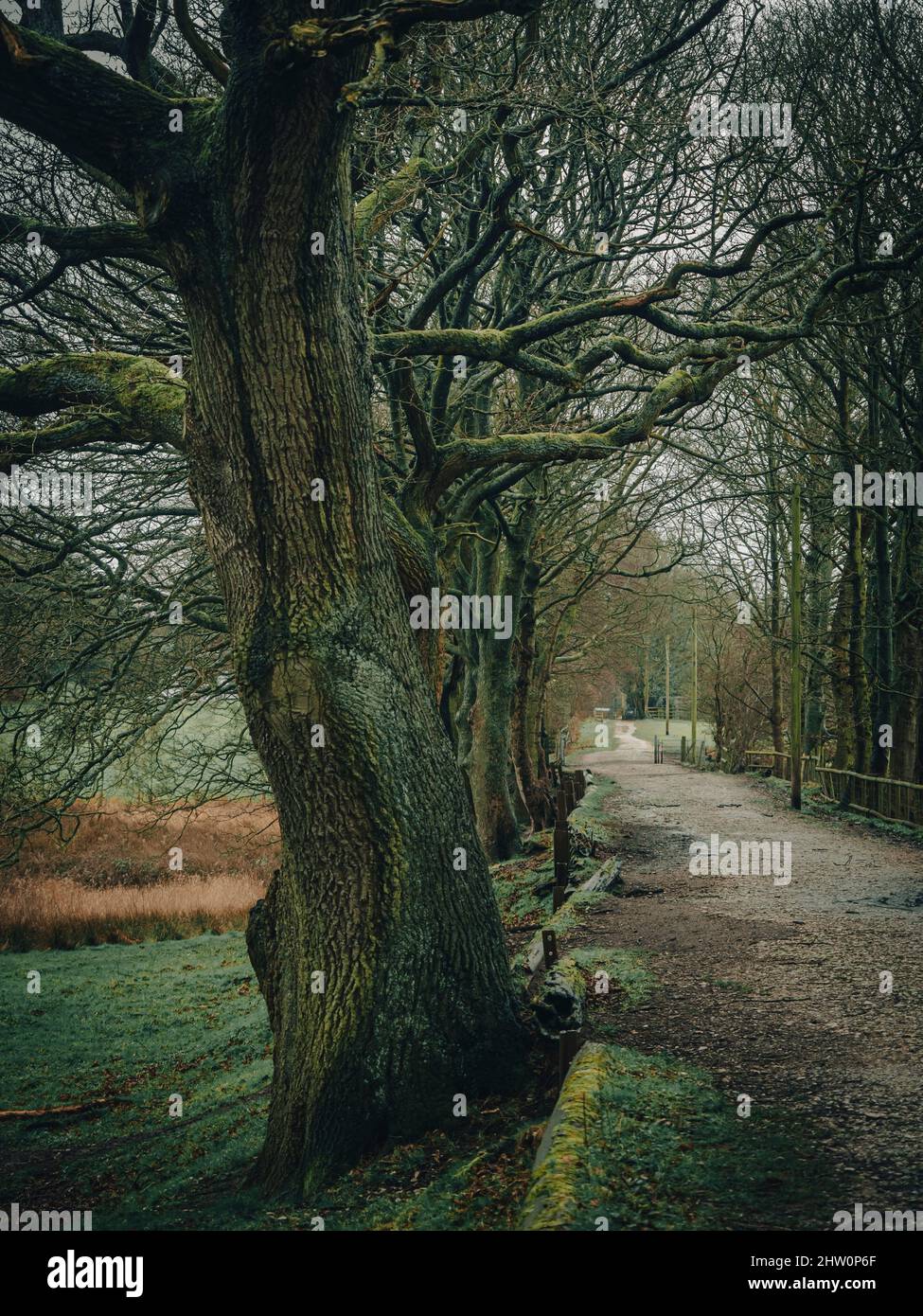 trees and forests of the British countryside. Old oak and pine and elm ...