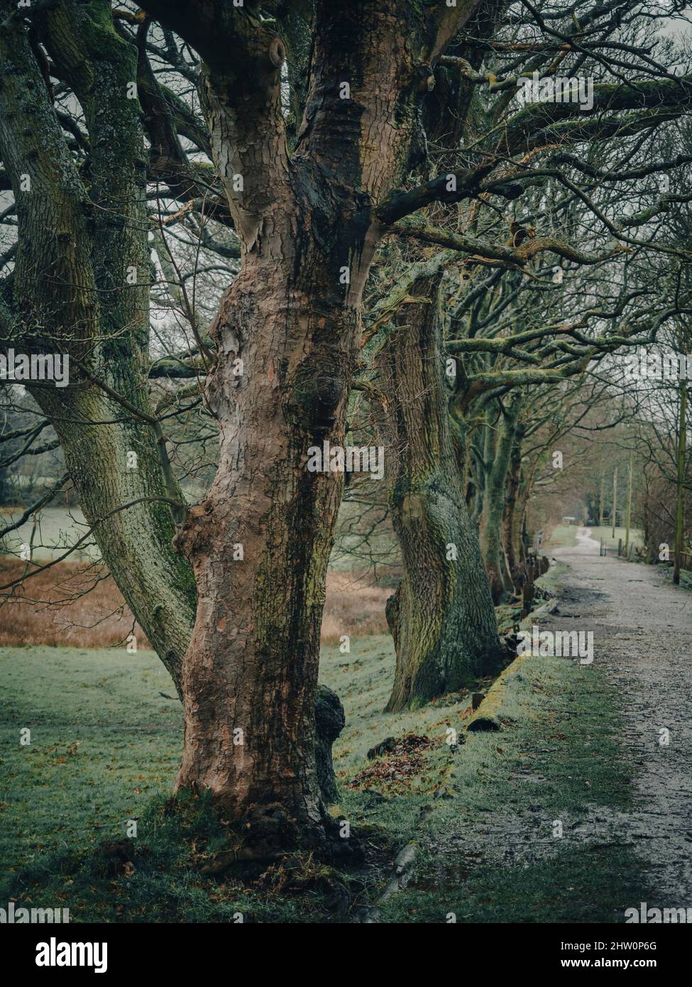 trees and forests of the British countryside. Old oak and pine and elm ...