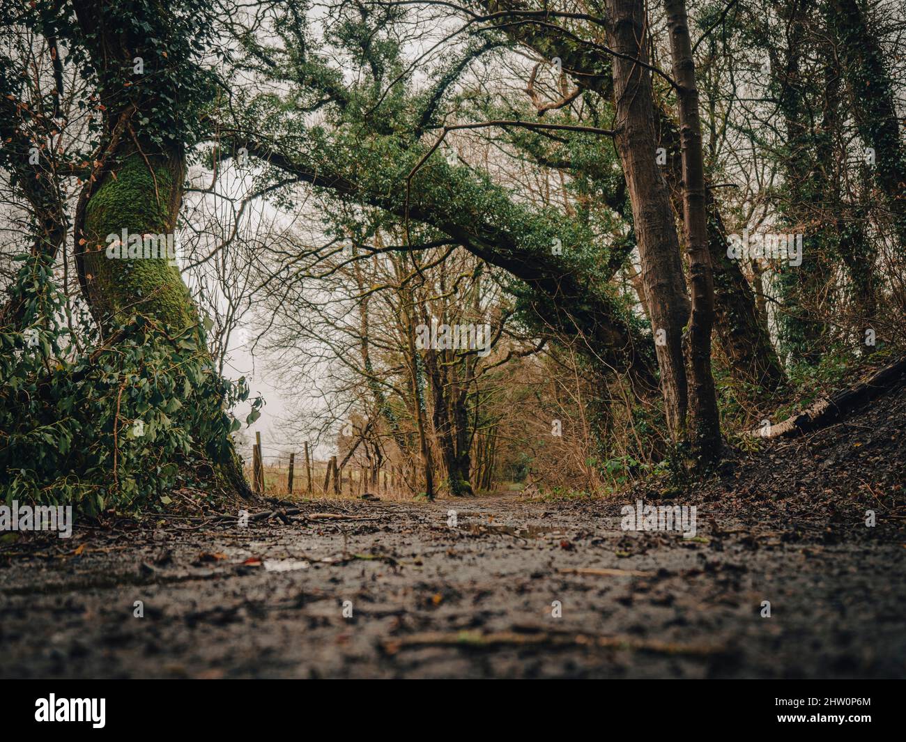 trees and forests of the British countryside. Old oak and pine and elm ...