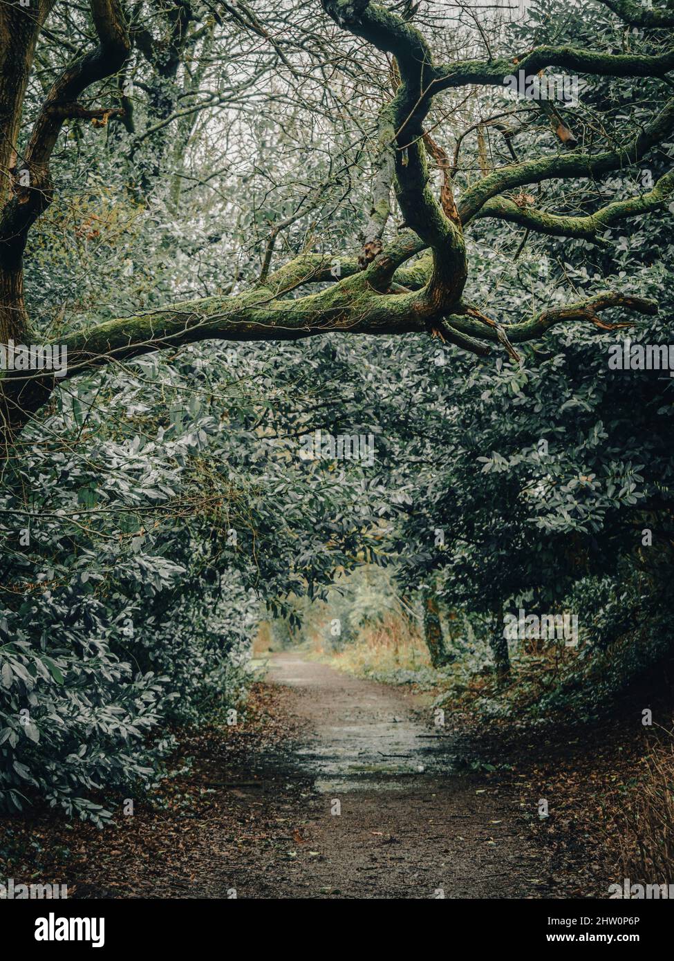 trees and forests of the British countryside. Old oak and pine and elm ...