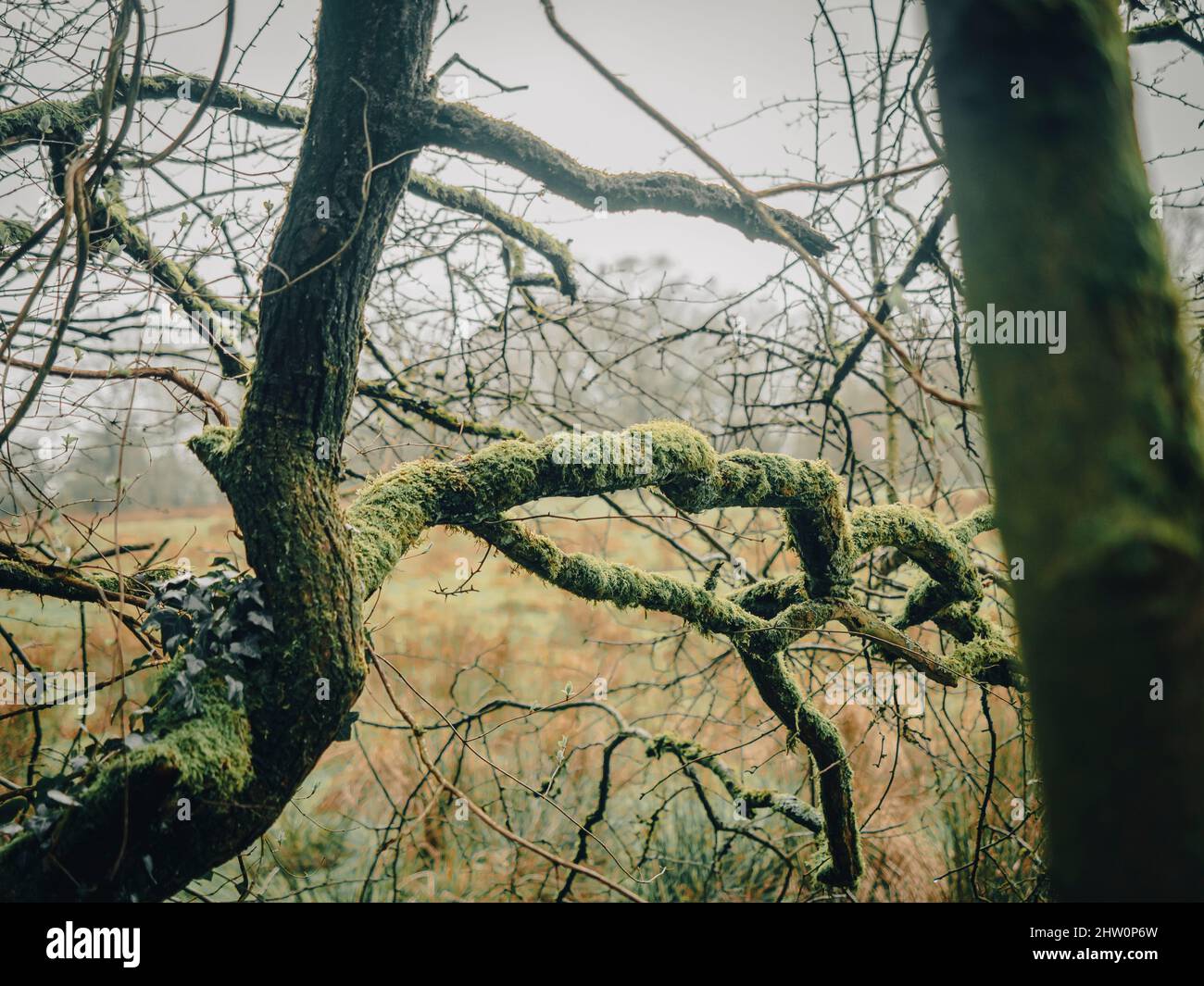 trees and forests of the British countryside. Old oak and pine and elm ...