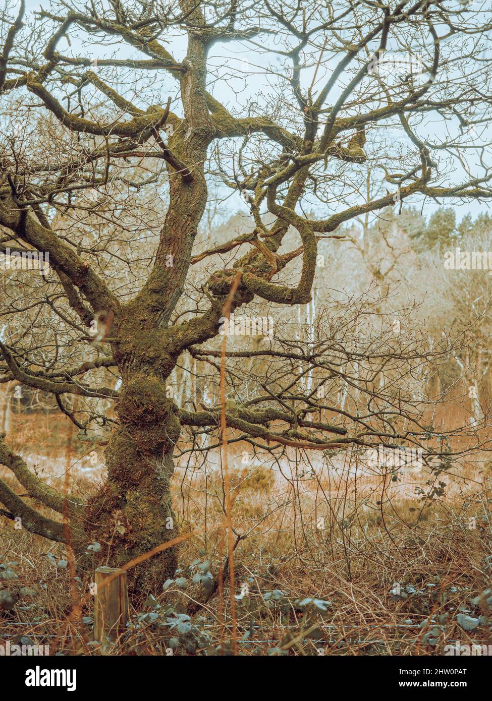 trees and forests of the British countryside. Old oak and pine and elm ...