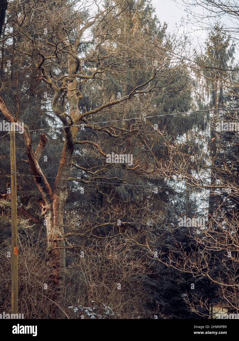 trees and forests of the British countryside. Old oak and pine and elm ...