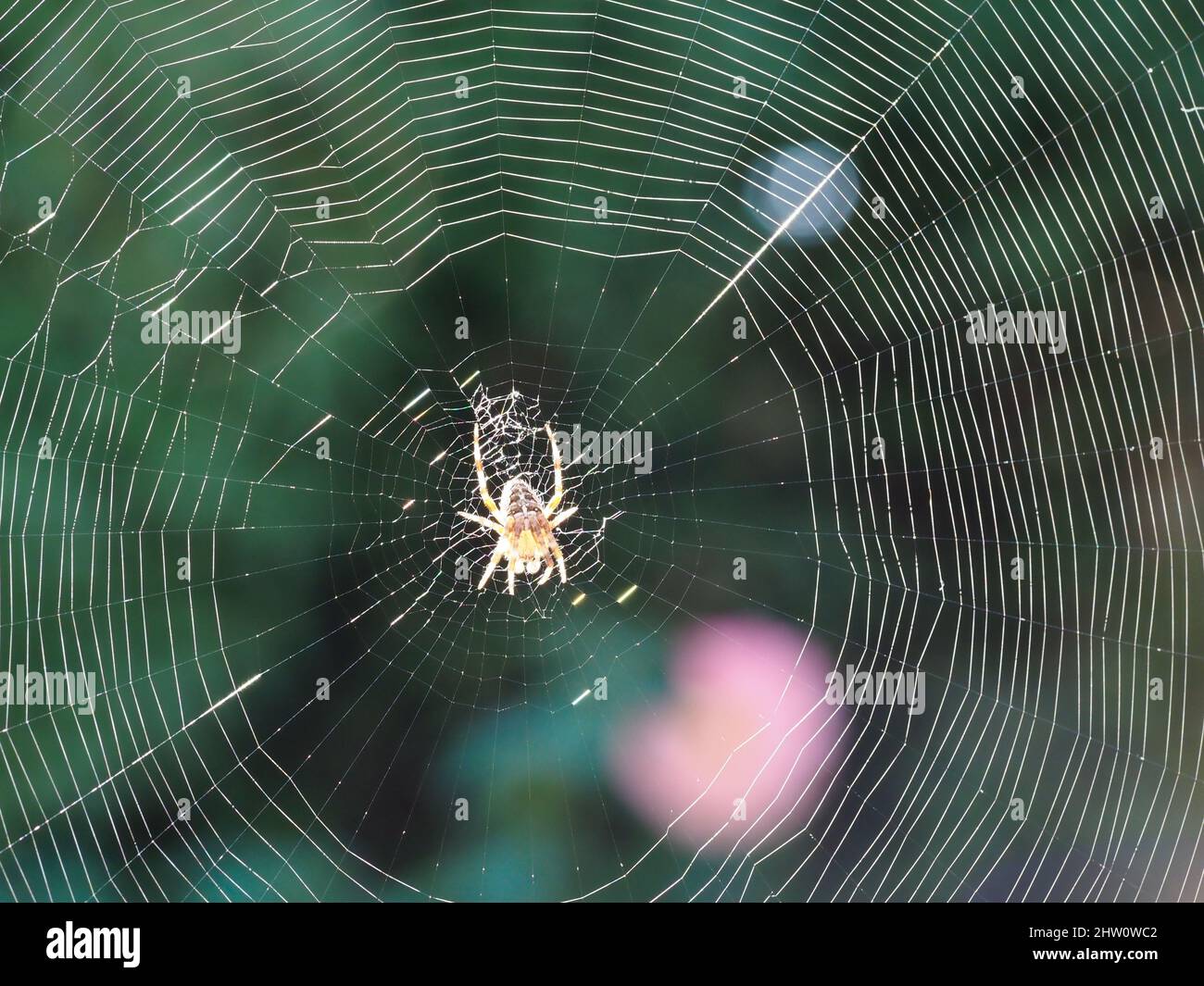 A close-up macro picture of a garden spider backlit on its web Stock ...