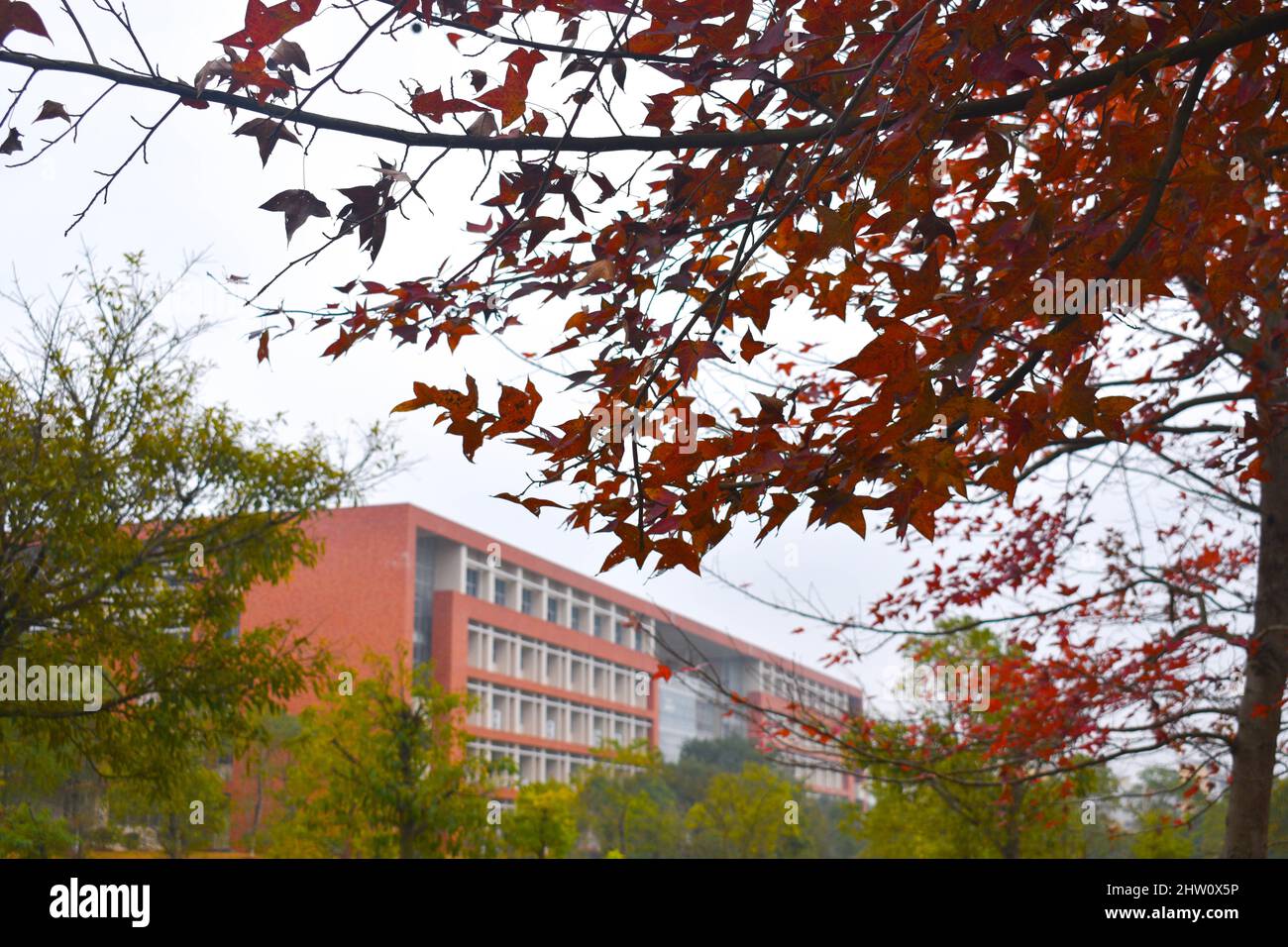 Red blooming tree on a building background Stock Photo - Alamy