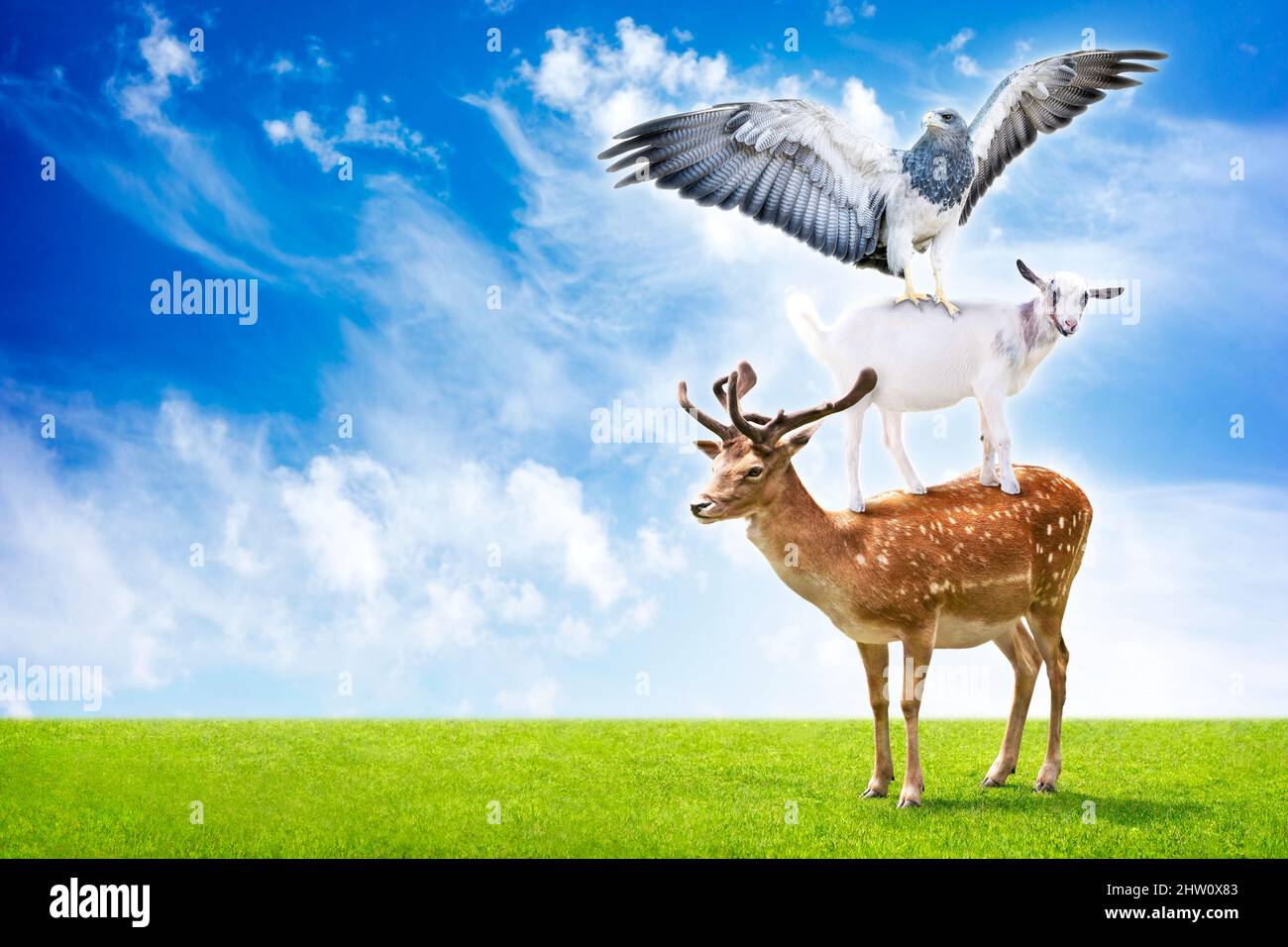 Funny collage of three animals (deer, eagle and goat) standing in trick ...