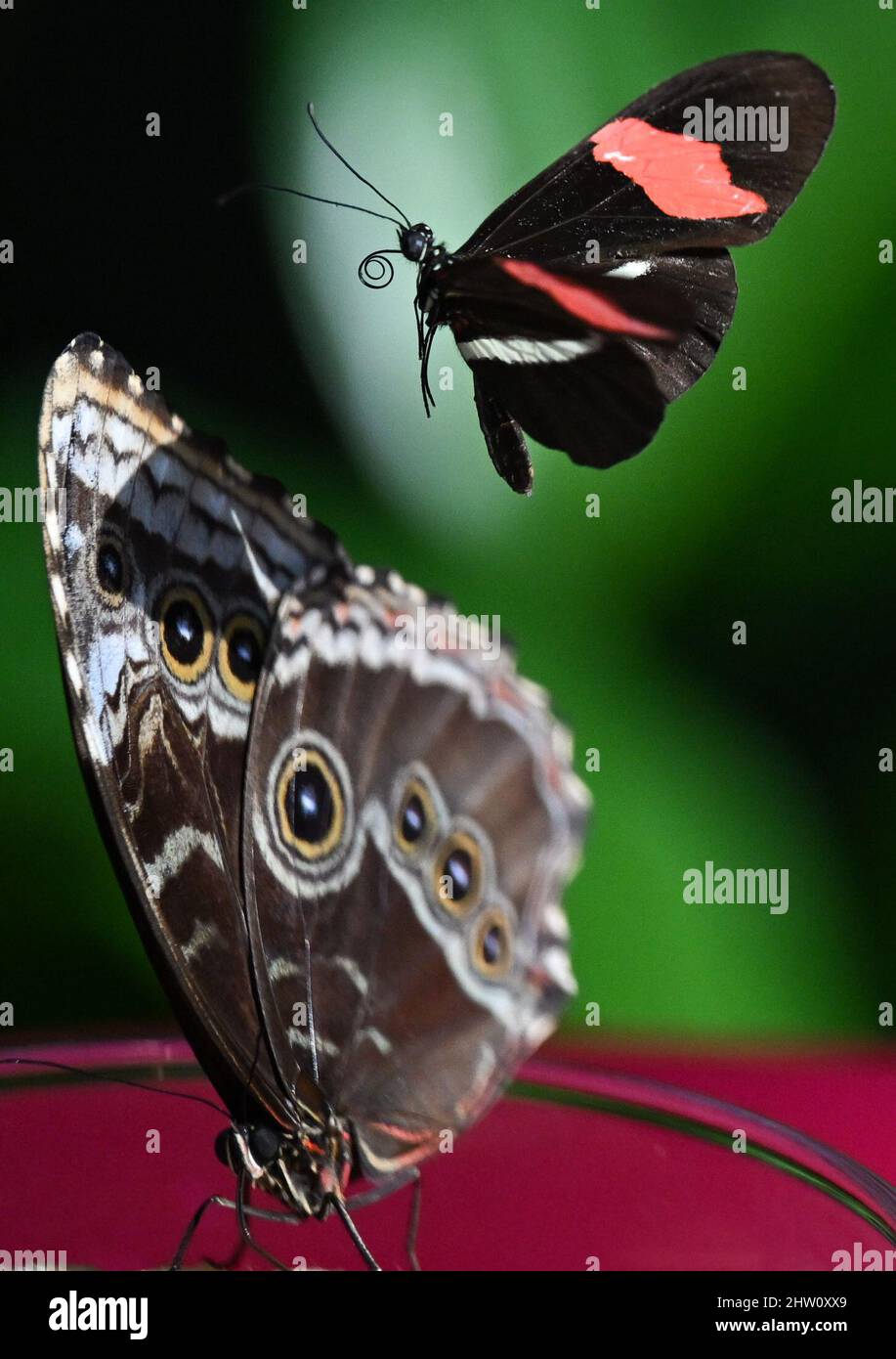 Letter carrier butterfly hi-res stock photography and images - Alamy