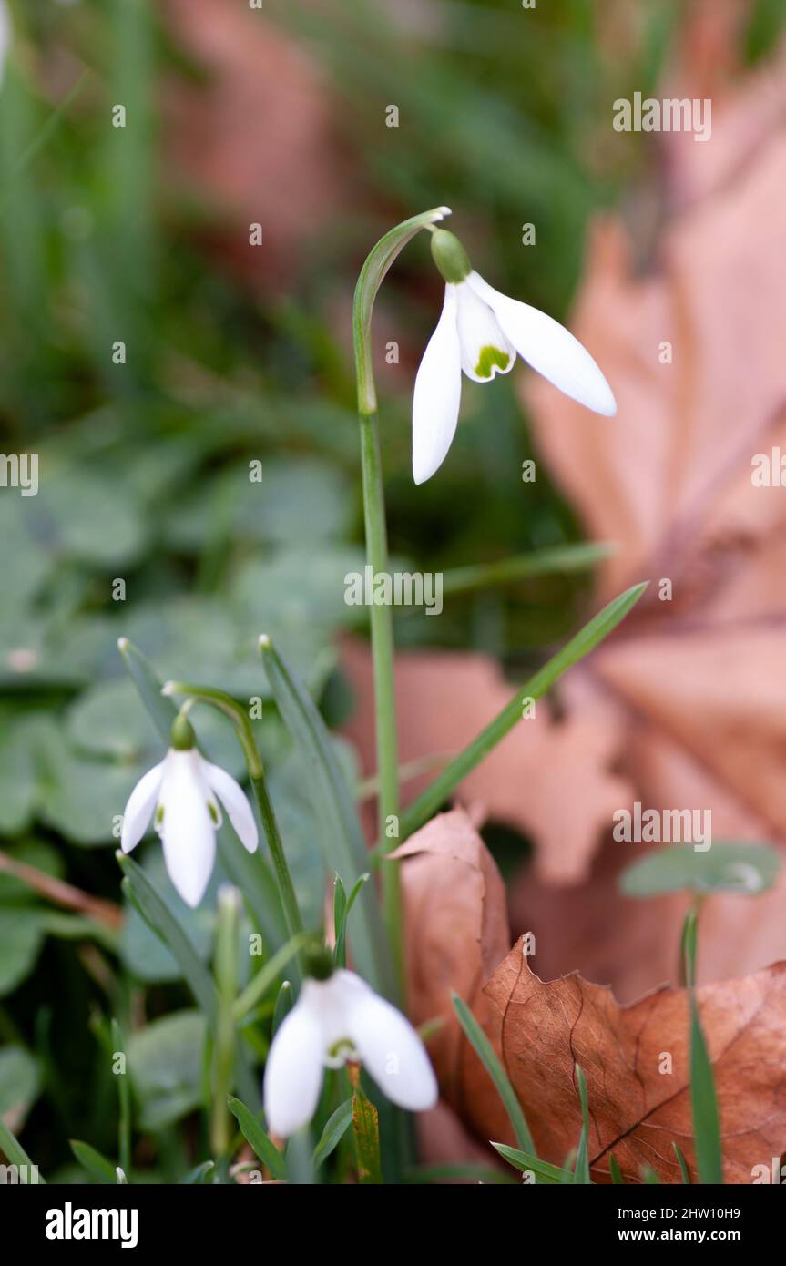 Snowdrops growing among fallen leaves in winter churchyard. Scientific ...