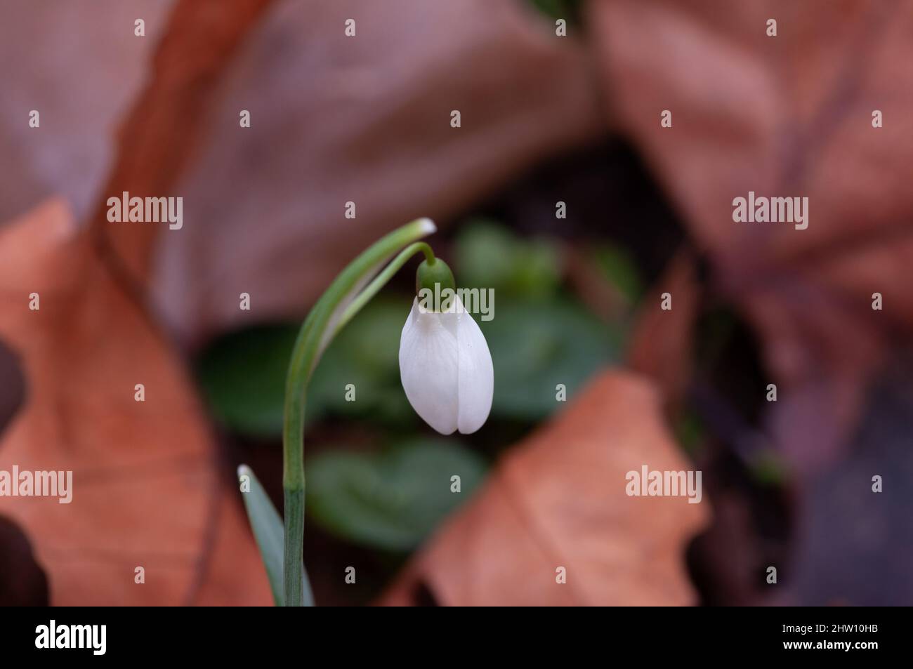 Snowdrops and leaves hi-res stock photography and images - Alamy
