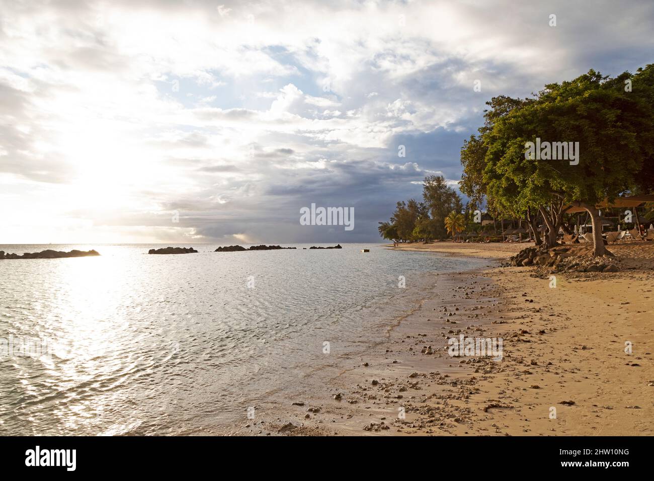 Trees by the beach at Flic en Flac in Mauritius. Filao and palm trees ...