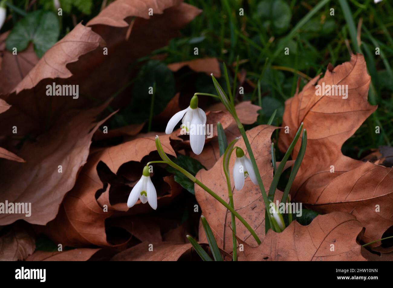 Snowdrops growing among fallen leaves in winter churchyard. Scientific ...