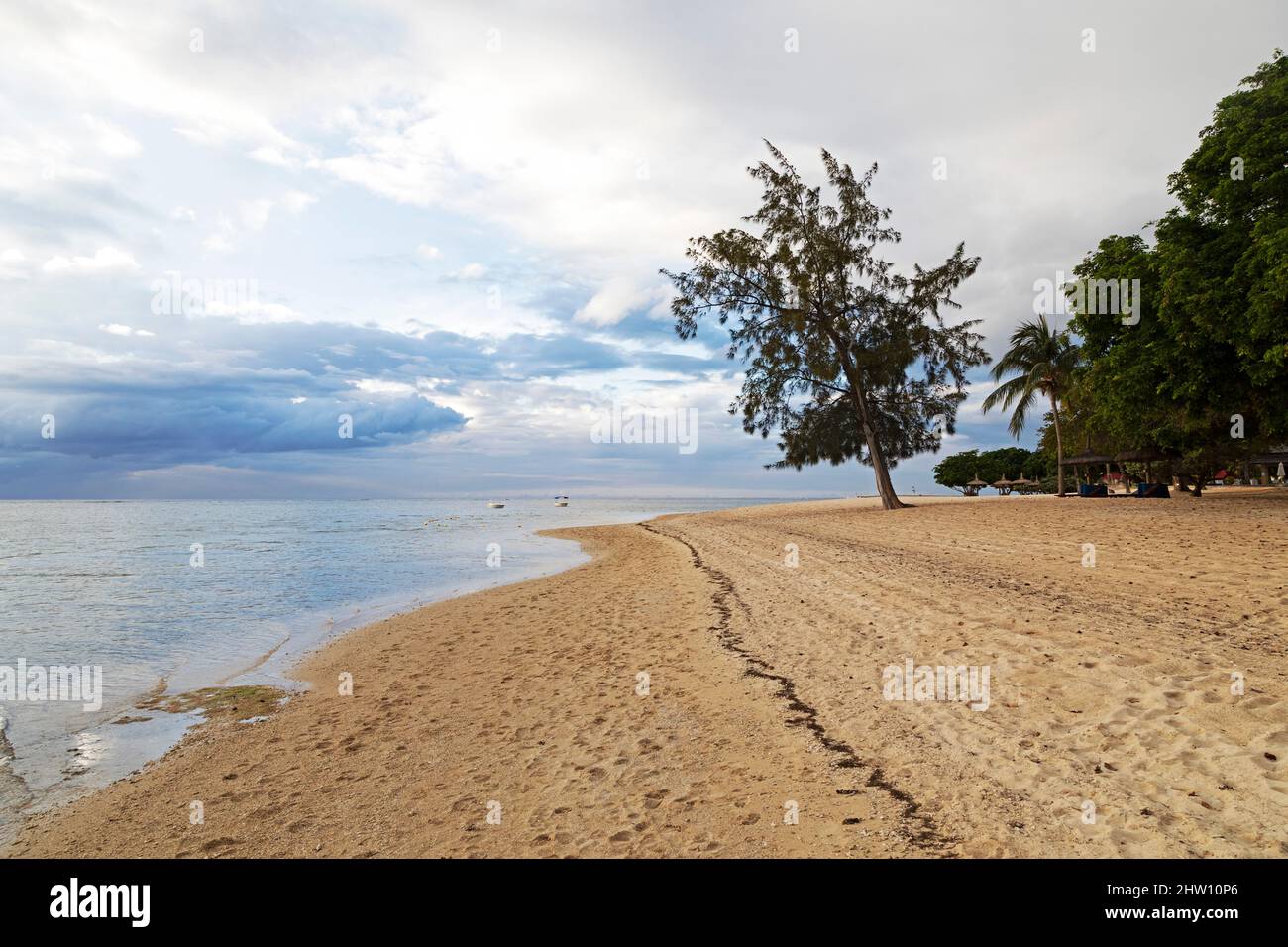 Tidemark on the beach at Flic en Flac in Mauritius. Filao and palm ...