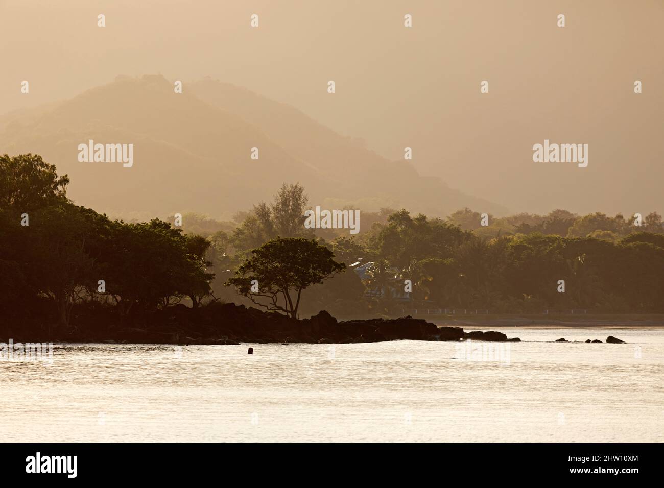 Filoa tree hi-res stock photography and images - Alamy