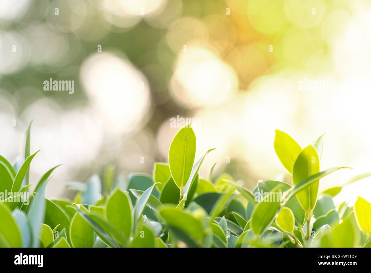 Closeup fresh green leaf in garden under sunlight with bokeh ...