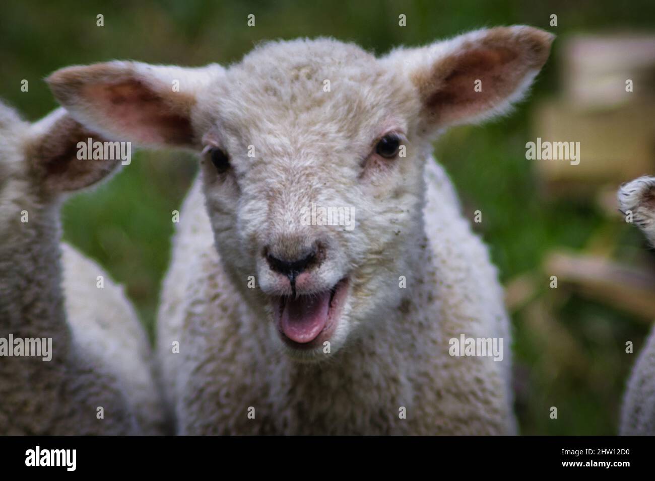 Newborn lamb farmer sheep agriculture hi-res stock photography and ...