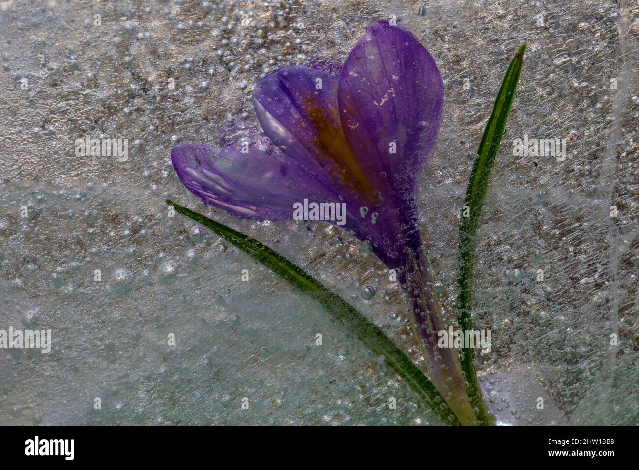 Abstract galanthus nivalis in hi-res stock photography and images - Alamy