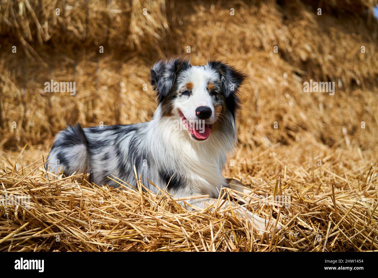 Bay hales hi-res stock photography and images - Alamy