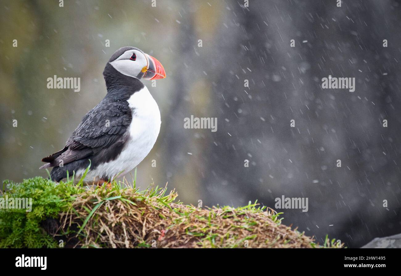 Puffin sitting in the rain Stock Photo - Alamy
