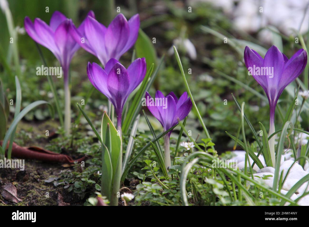 Closeup of beautiful purple crocus flowers in a field Stock Photo - Alamy