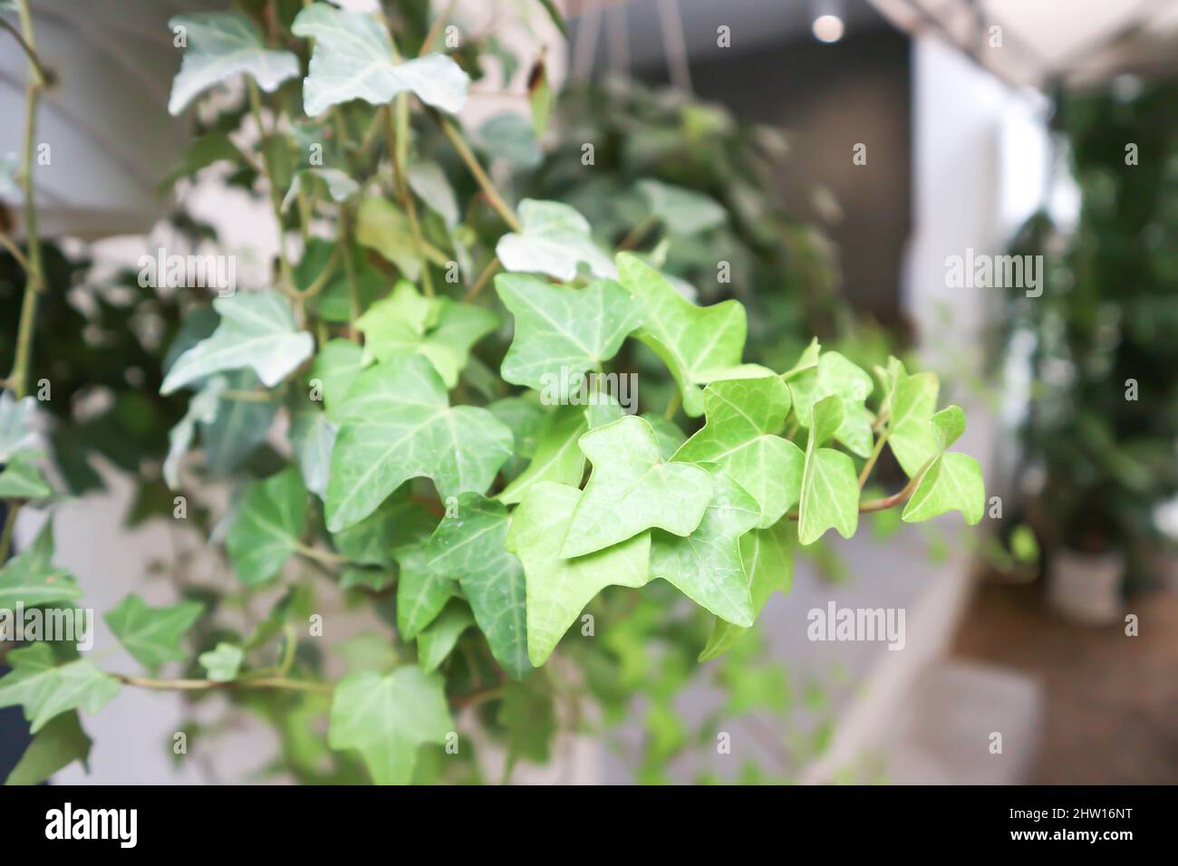 Hedera helix L, Araliaceae or Hedera helix plant Stock Photo - Alamy
