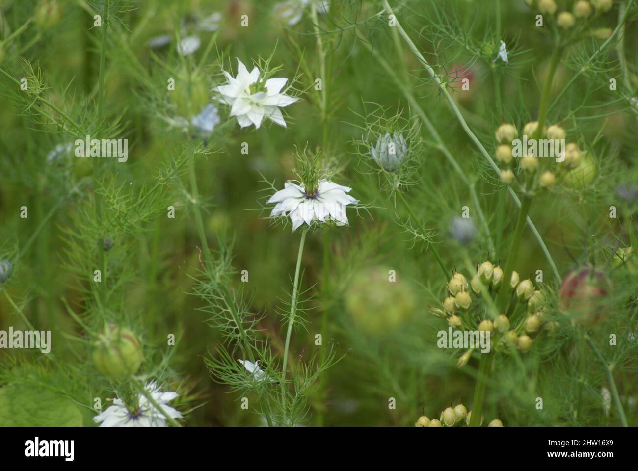 Nigella plants hi-res stock photography and images - Alamy