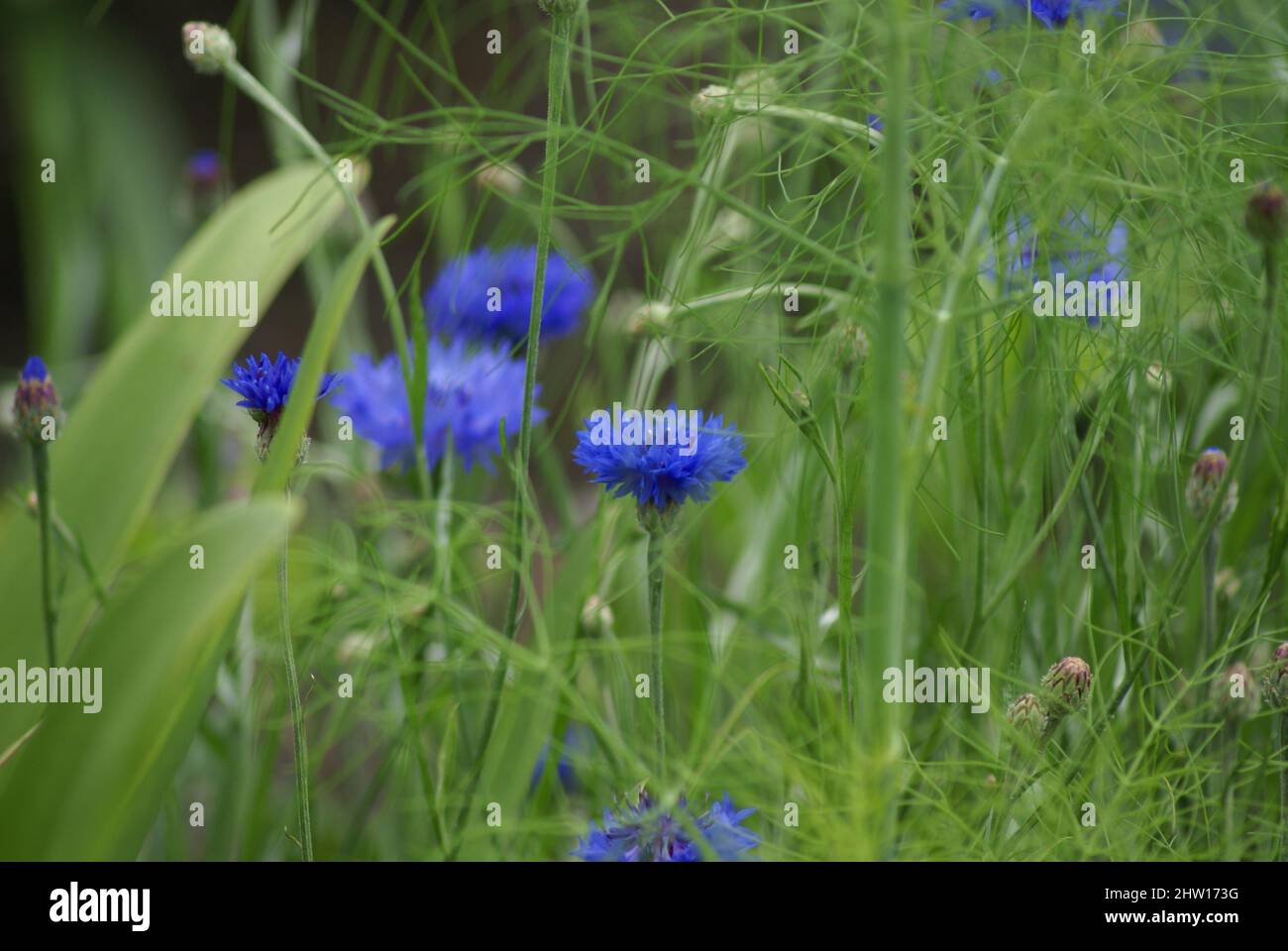 Blue Cornflower meadow Stock Photo - Alamy