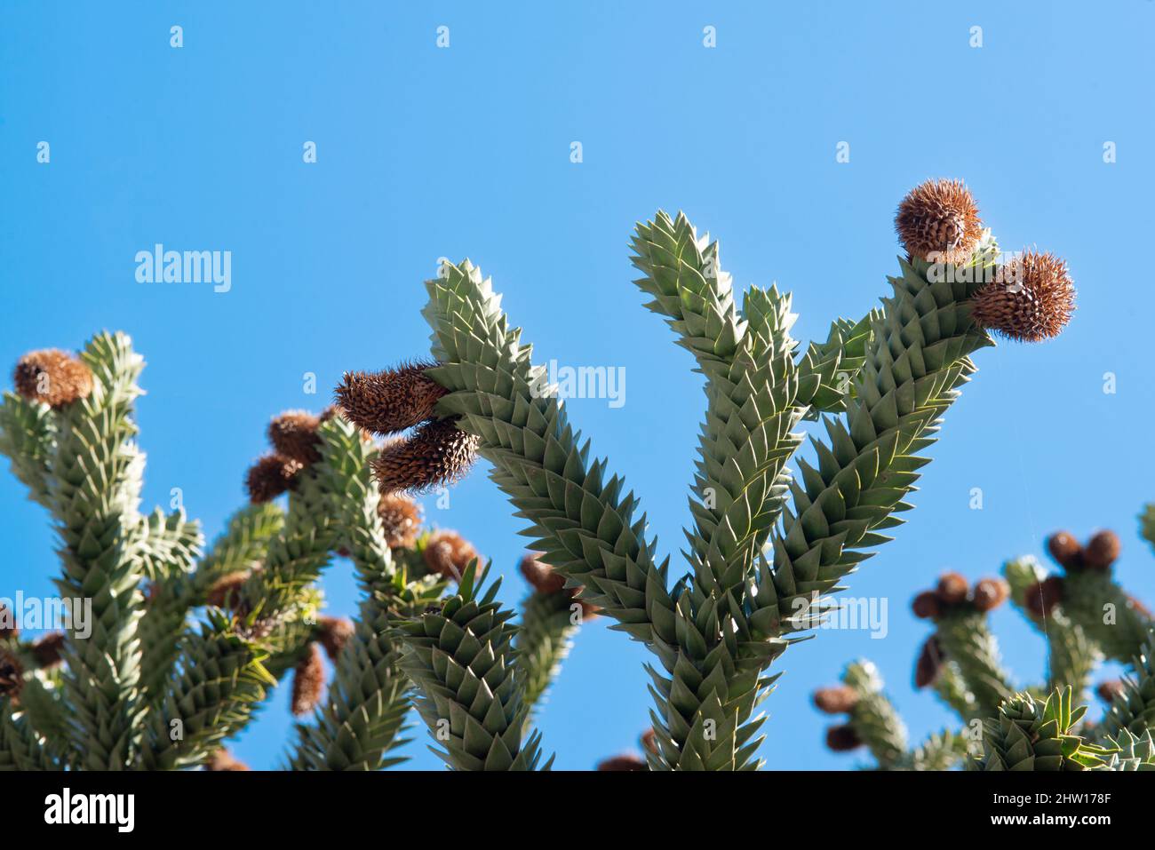 Monkey Tree, Araucaria Araucana Stock Photo - Alamy
