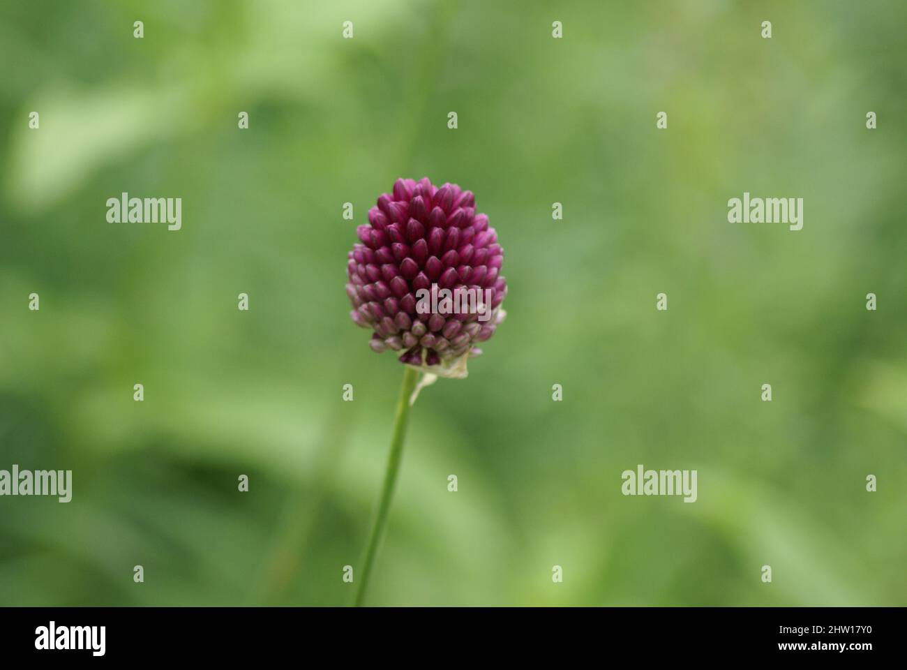 Allium bulb plant hi-res stock photography and images - Alamy