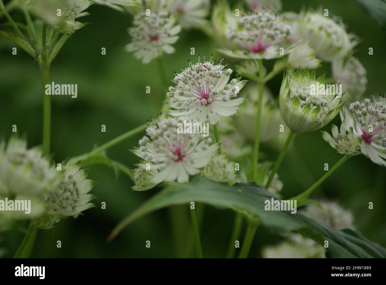 Great masterwort flowers hi-res stock photography and images - Alamy