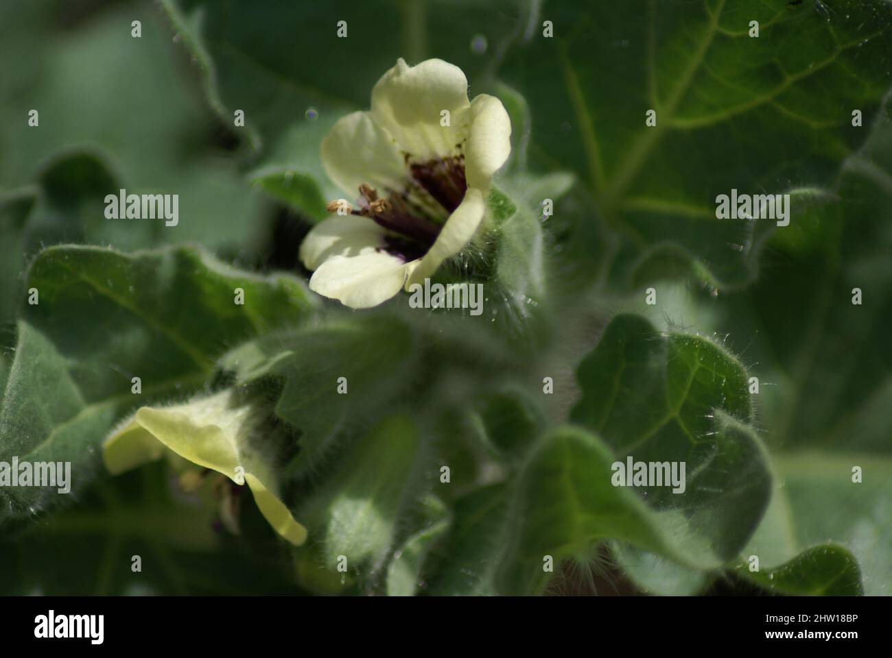 Poison plants hi-res stock photography and images - Alamy