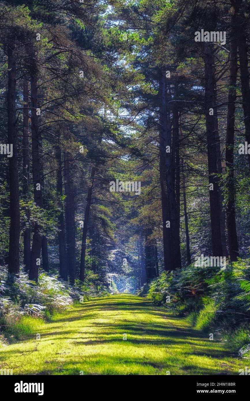 French countryside and road hi-res stock photography and images - Alamy