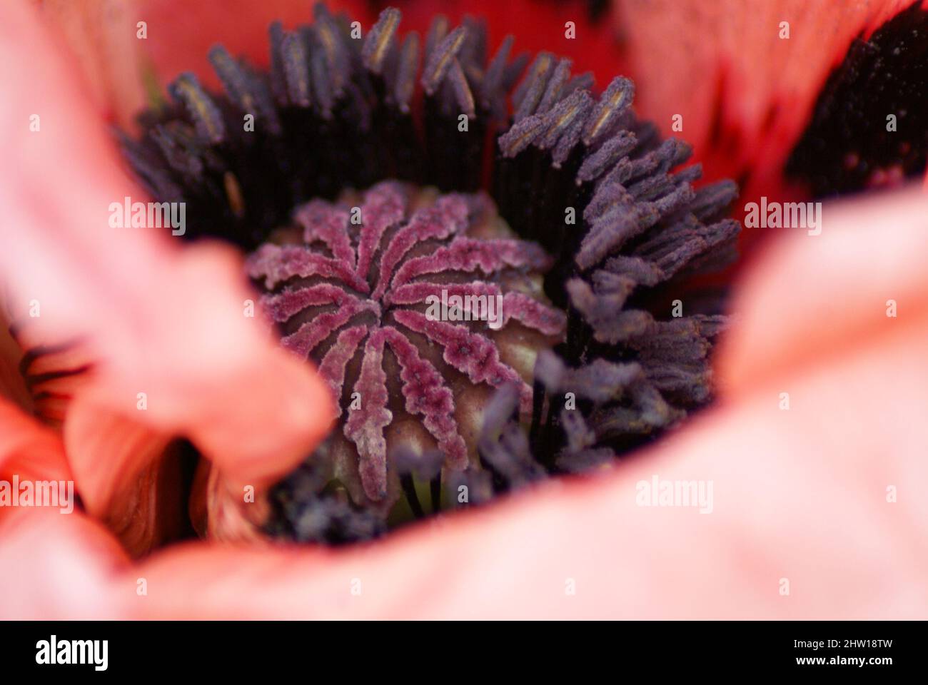 Poison papaver somniferum opium poppy hi-res stock photography and ...