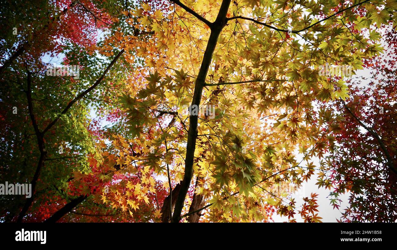 Low angle shot of the tree leaves and the sky on the background during ...
