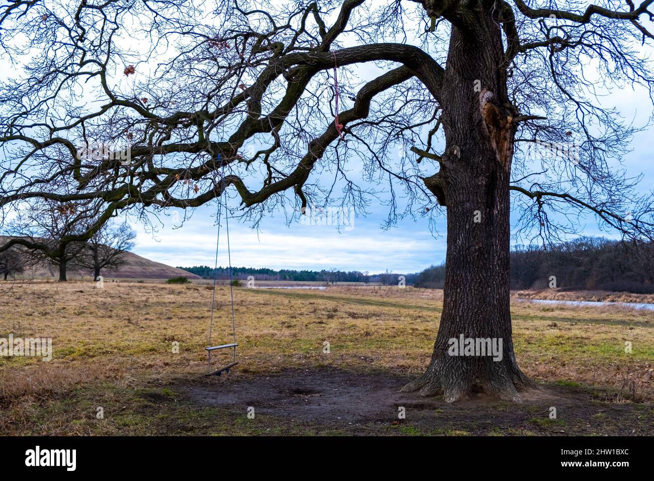 Beautiful shot of a tree with no leaves and a swing hanging on one of ...
