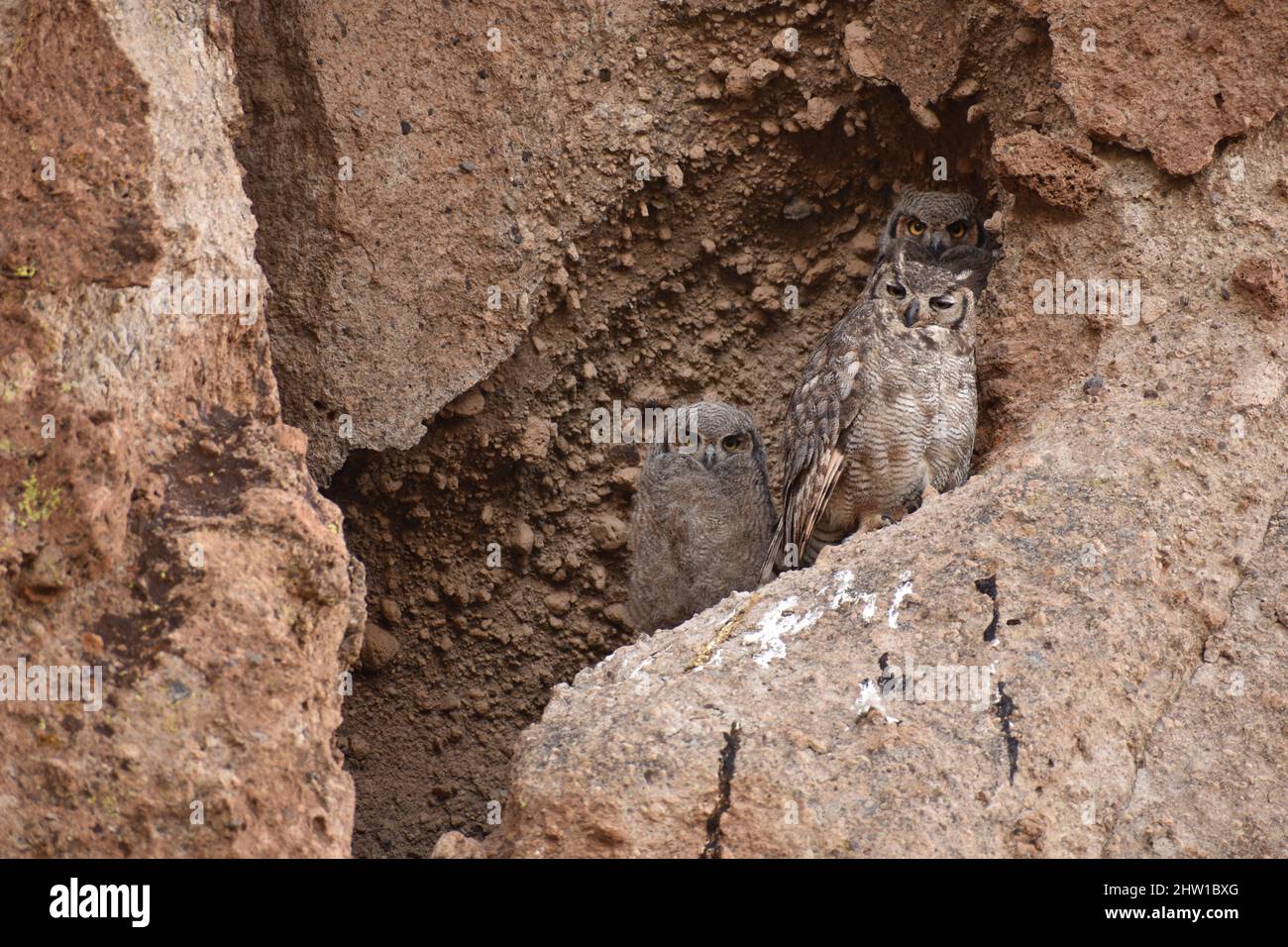 Closeup of the great horned owl with owlets in the small hole in the ...