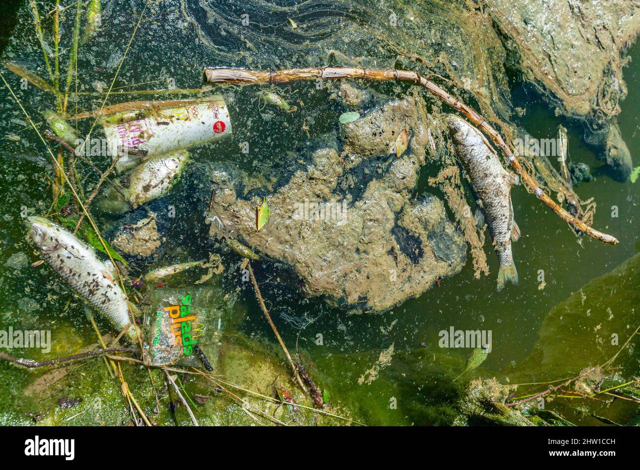 France, Vaucluse, water pollution of Calavon, Luberon, Provence Stock ...