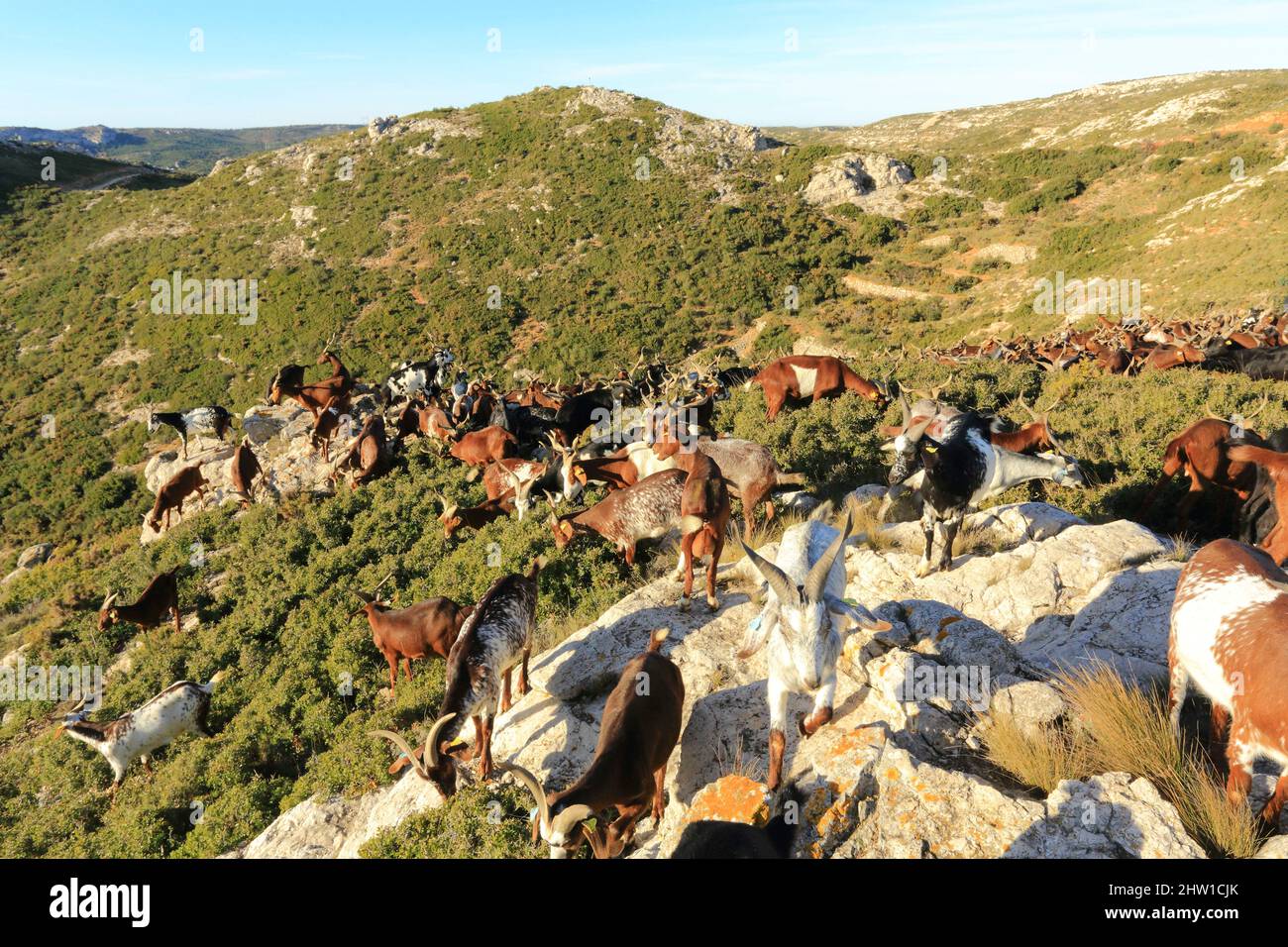Rove goats hi-res stock photography and images - Alamy