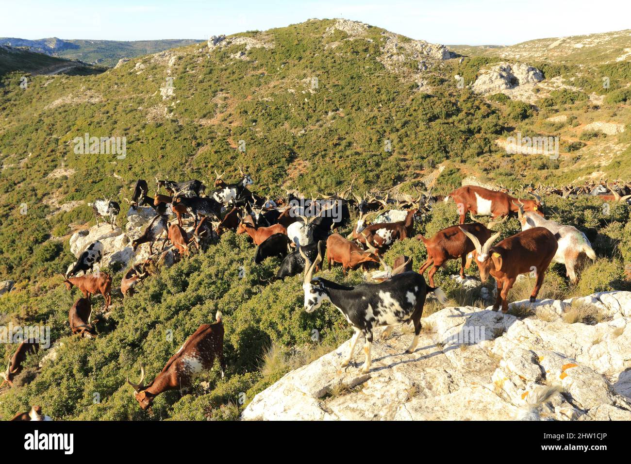 France, Bouches du Rhone, Le Rove, goats of the Rove breed in the hills ...