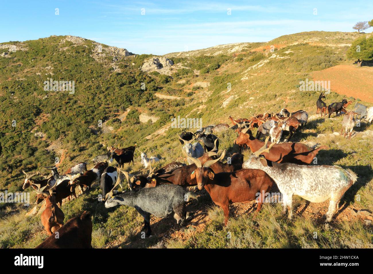 Brousse du rove cheese hi-res stock photography and images - Alamy