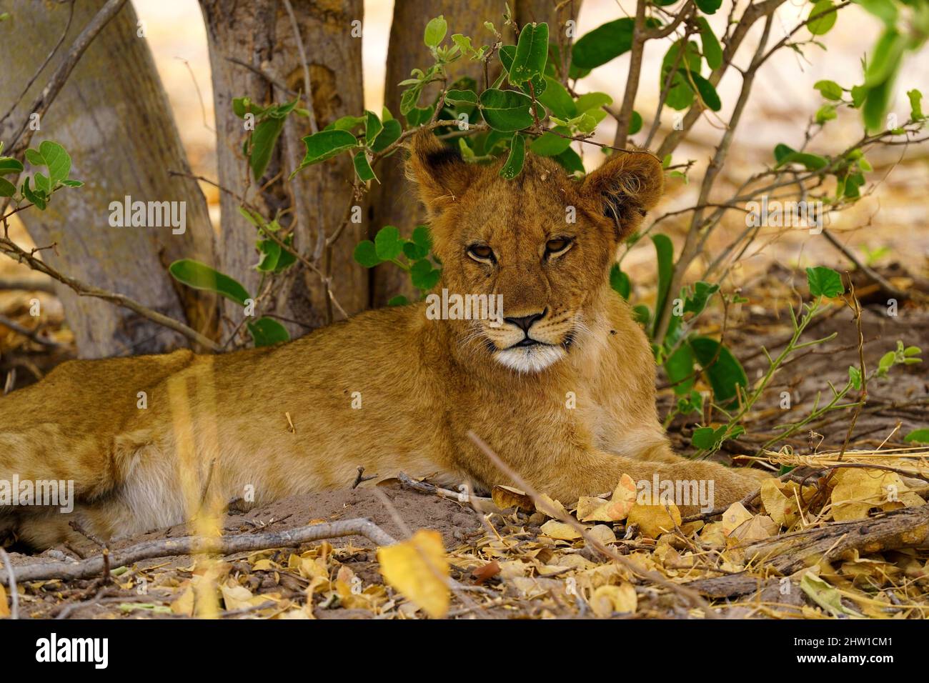 Pride of lions are an iconic sight in Africa Stock Photo - Alamy