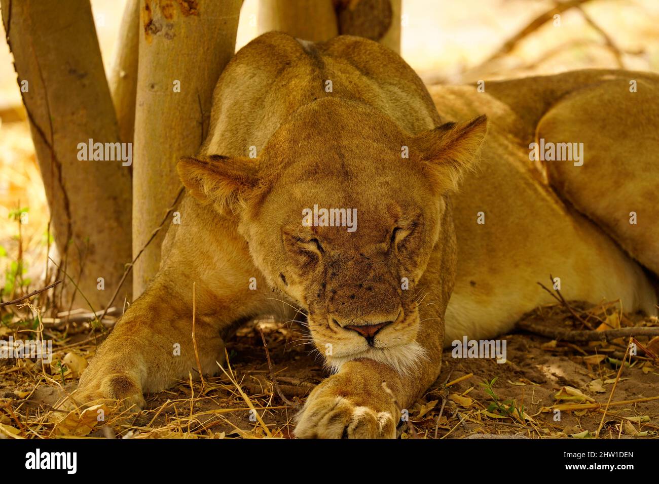 Pride of lions are an iconic sight in Africa Stock Photo - Alamy