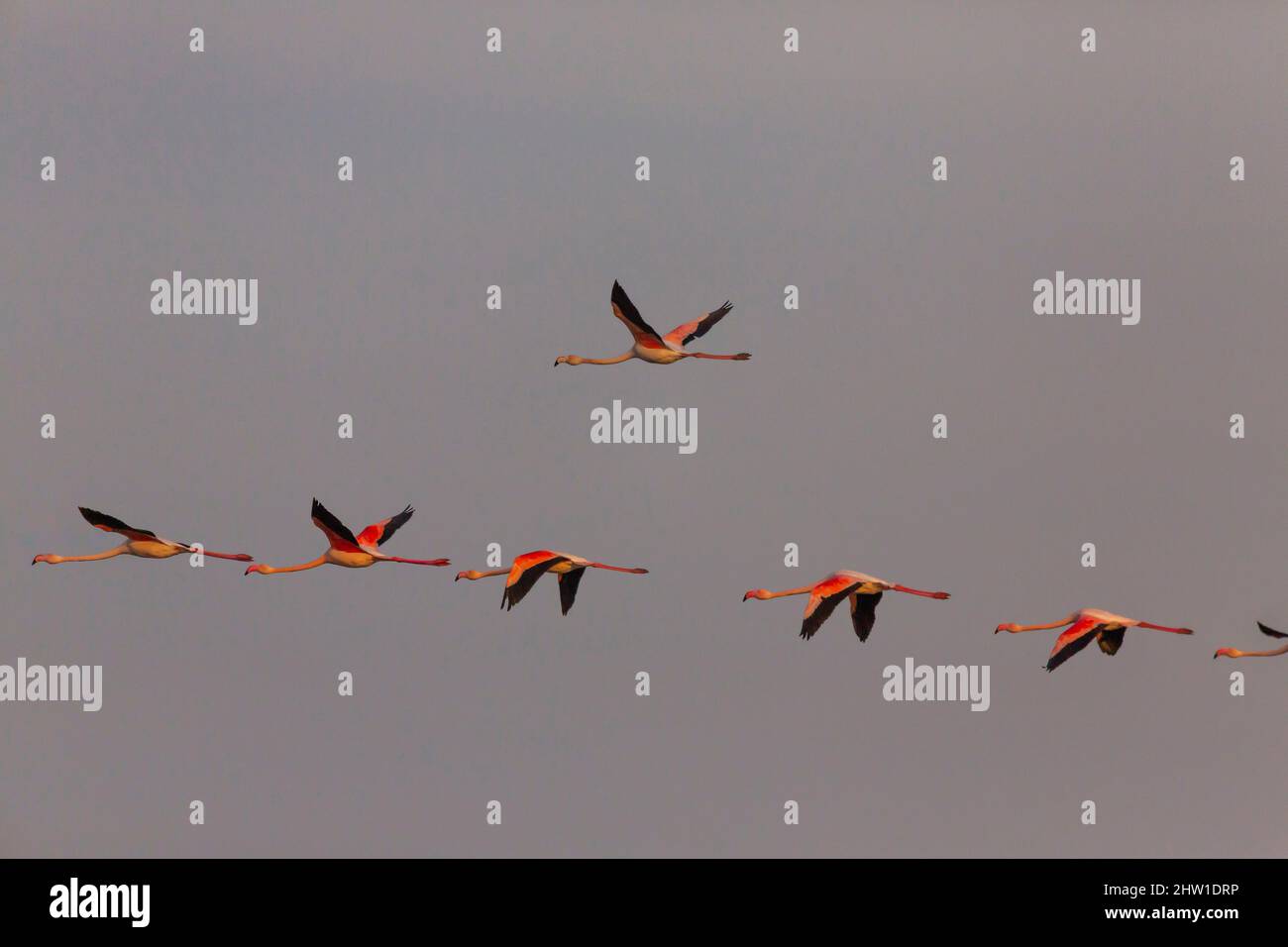 Axios delta national park hi-res stock photography and images - Alamy