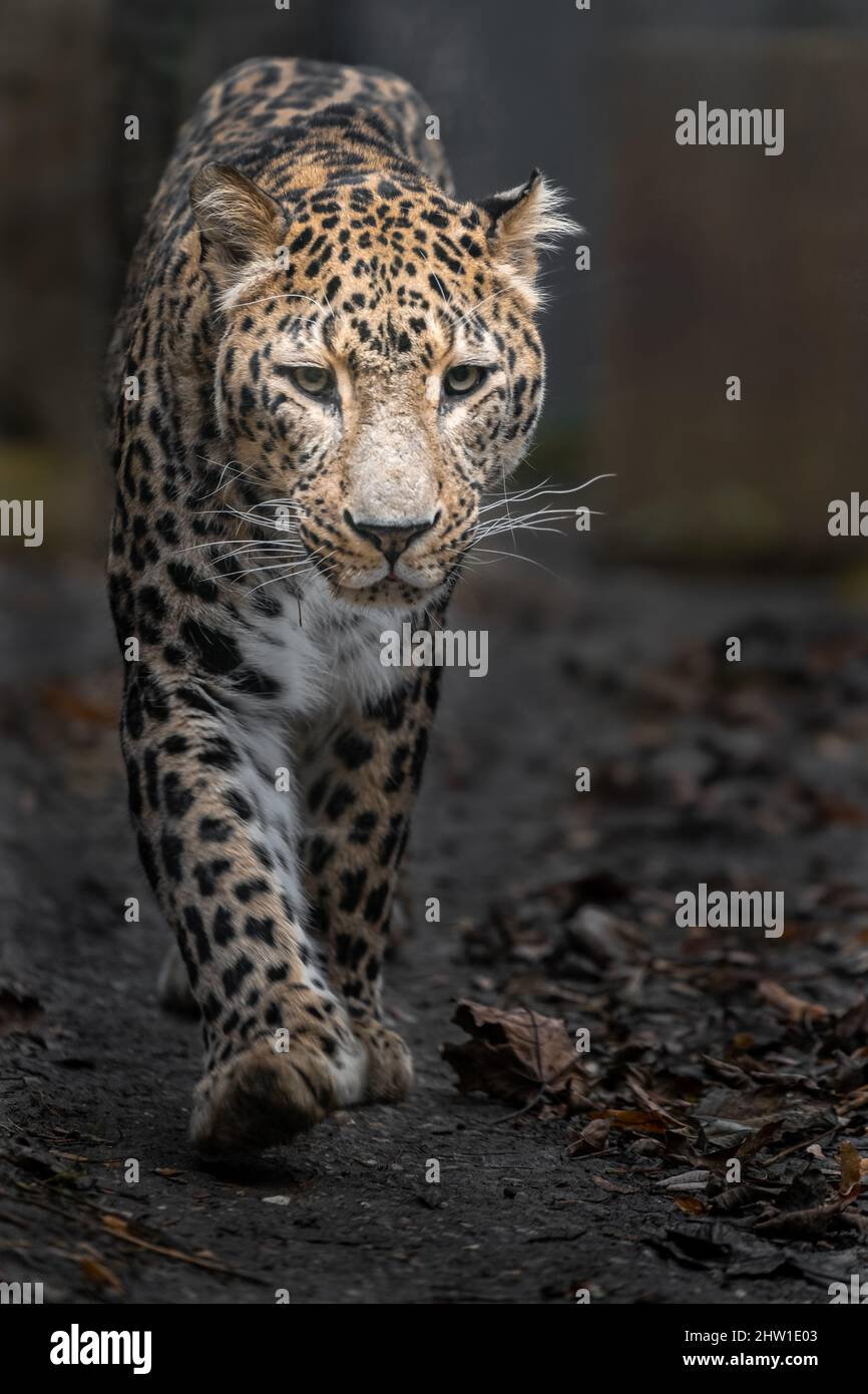 Portrait persian leopard hi-res stock photography and images - Alamy