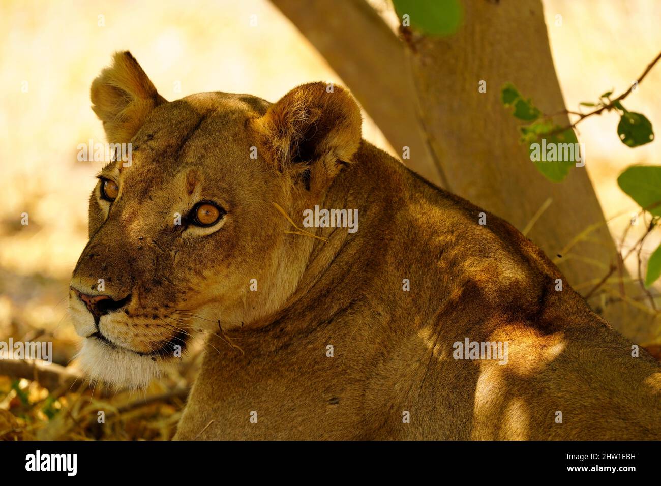 Pride of lions are an iconic sight in Africa Stock Photo - Alamy