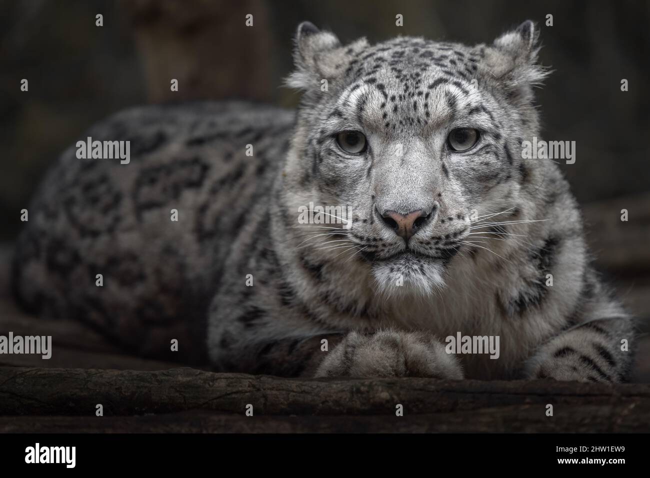 Leopard tail hi-res stock photography and images - Alamy
