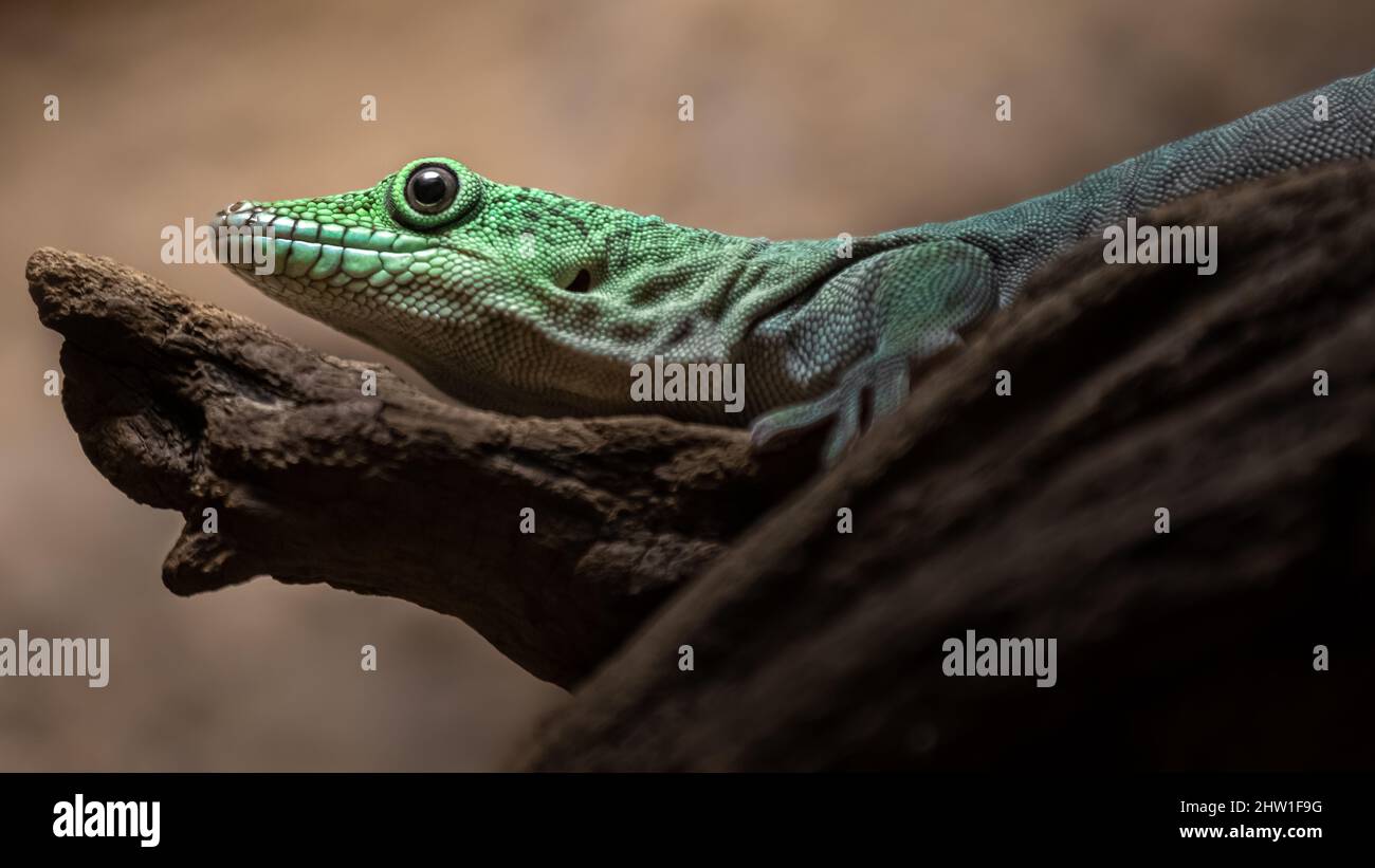 Standings day gecko hi-res stock photography and images - Alamy